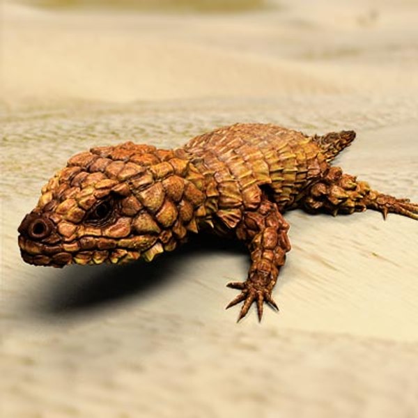 maya armadillo lizard