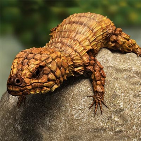 maya armadillo lizard