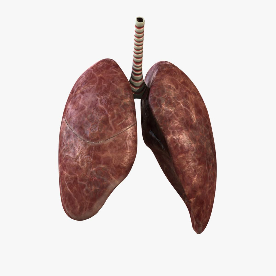 Obj Rigged Lungs