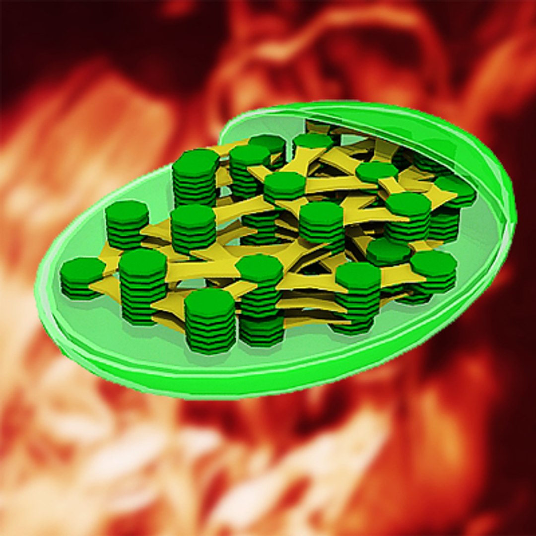 Chloroplast Vegetable Cell 3d Model