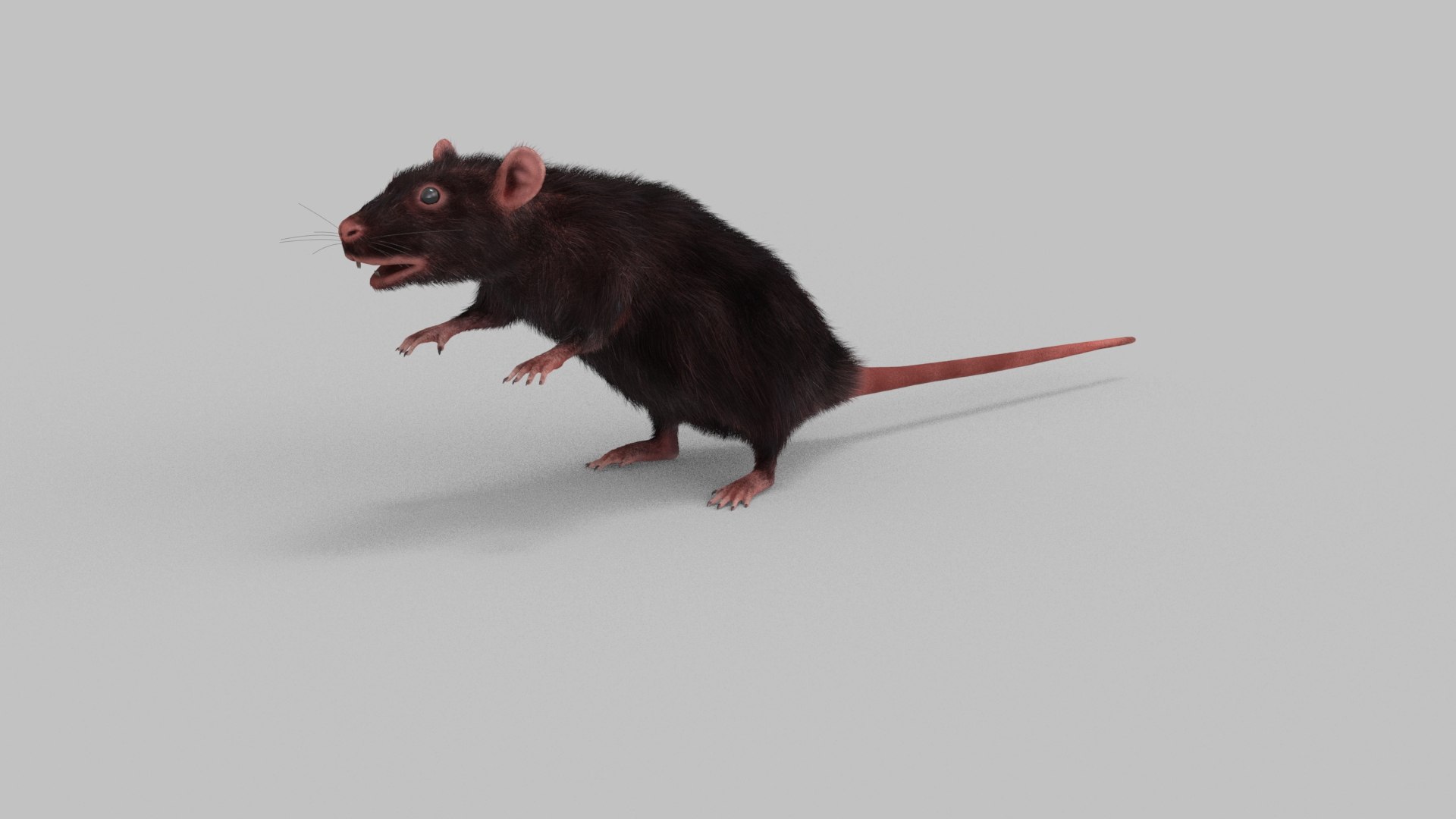 3D RAT MODEL REALTIME Model - TurboSquid 1848322