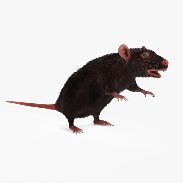 MODELO DE RATO 3D EM TEMPO REAL Modelo 3D - TurboSquid 1848322