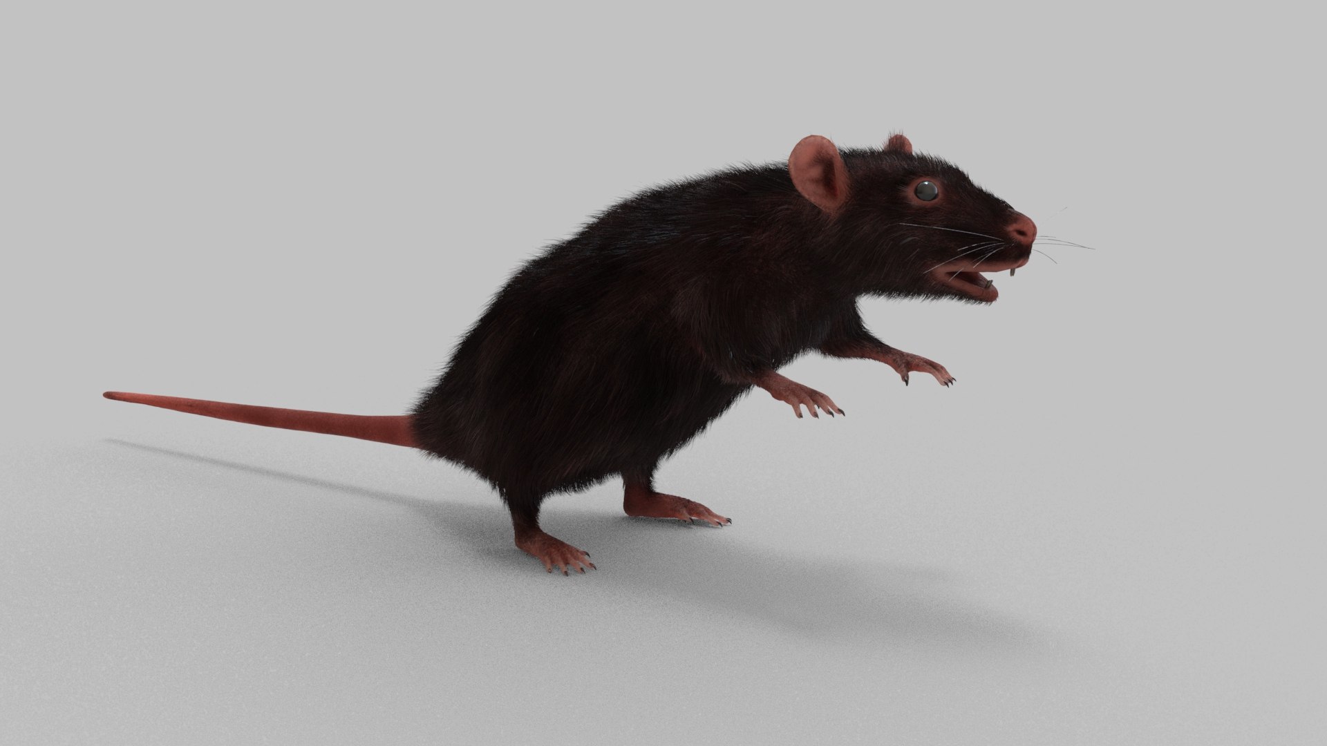 3D RAT MODEL REALTIME Model - TurboSquid 1848322