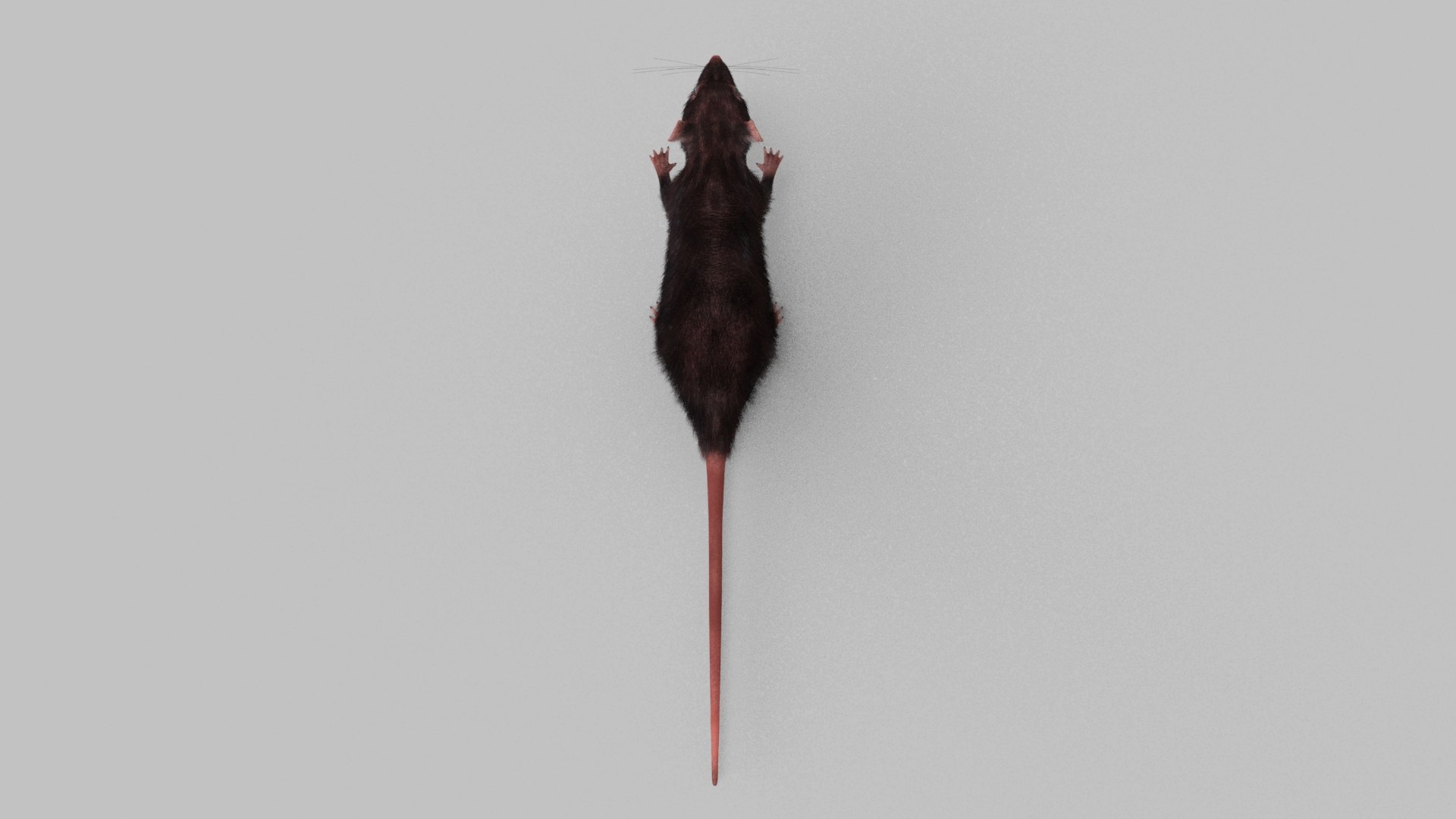 3D RAT MODEL REALTIME Model - TurboSquid 1848322