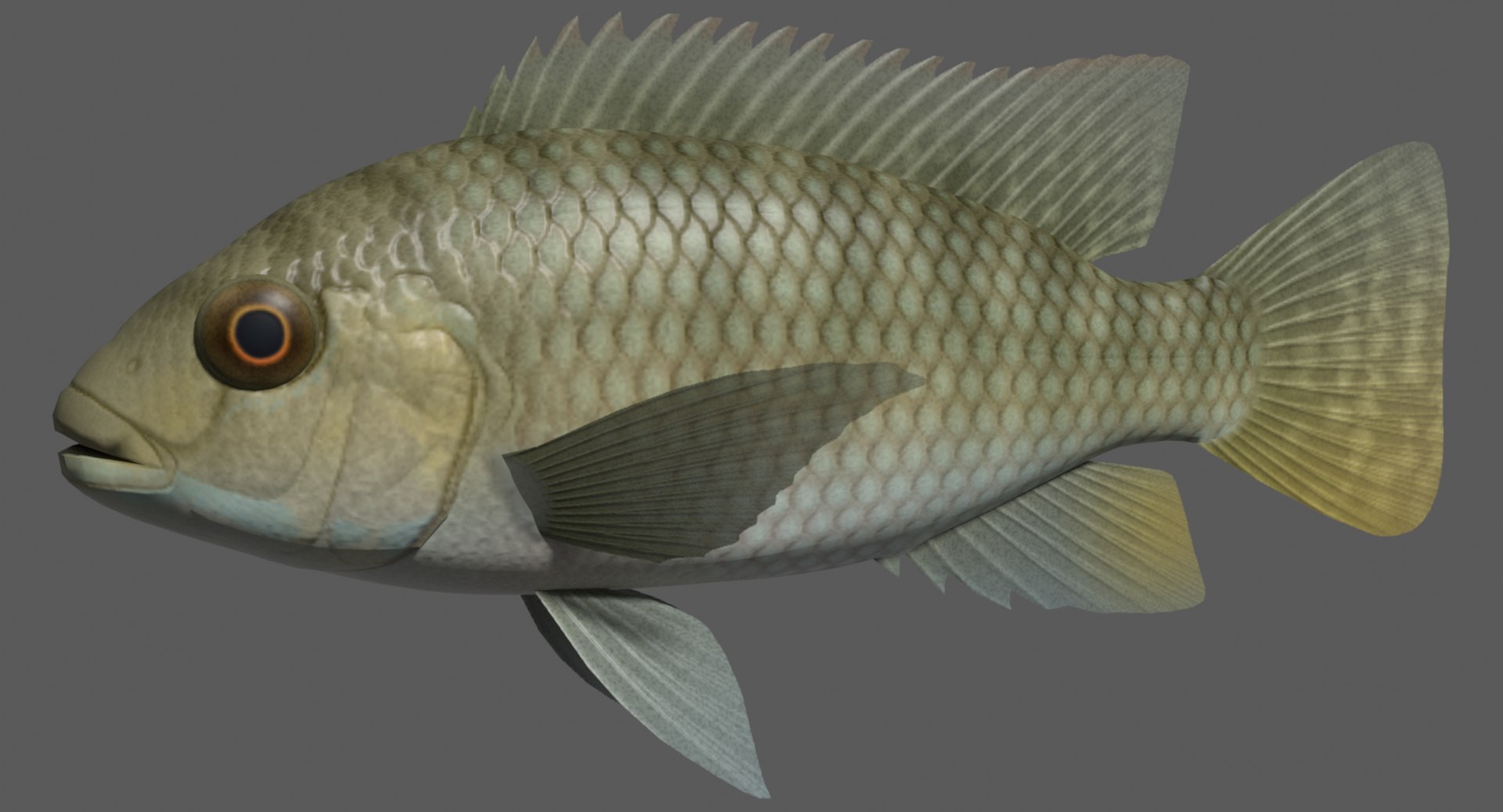 Tilapia Zillii Swimming 3d Model