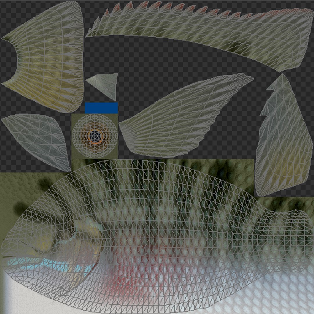 Tilapia Zillii Swimming 3d Model