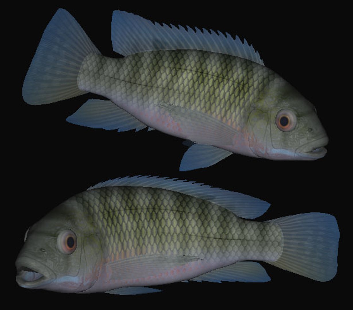 Tilapia Zillii Swimming 3d Model