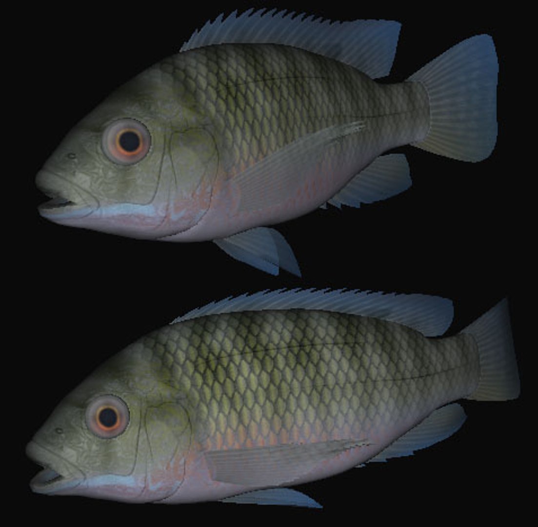 Tilapia Zillii Swimming 3d Model