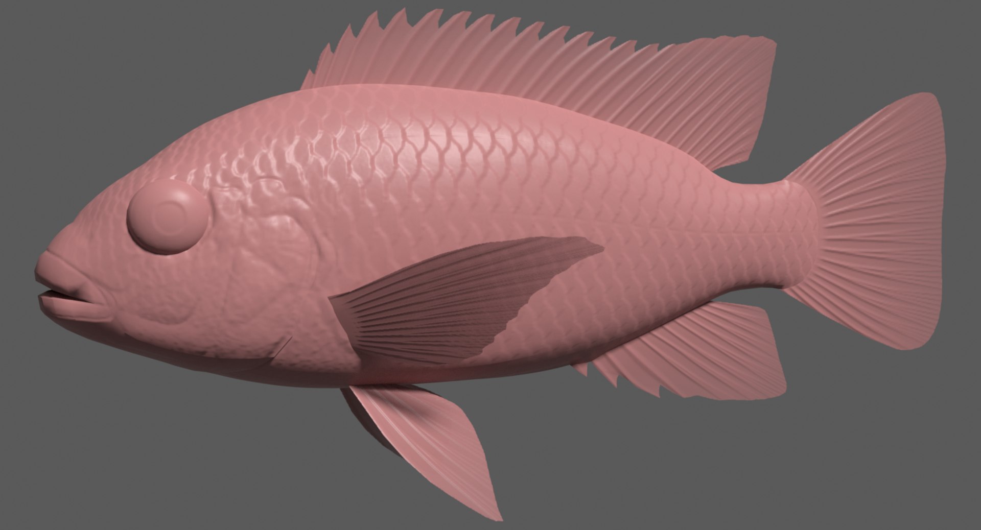 Tilapia Zillii Swimming 3d Model
