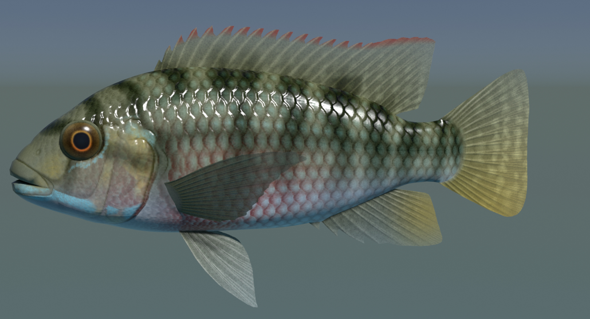 Tilapia Zillii Swimming 3d Model