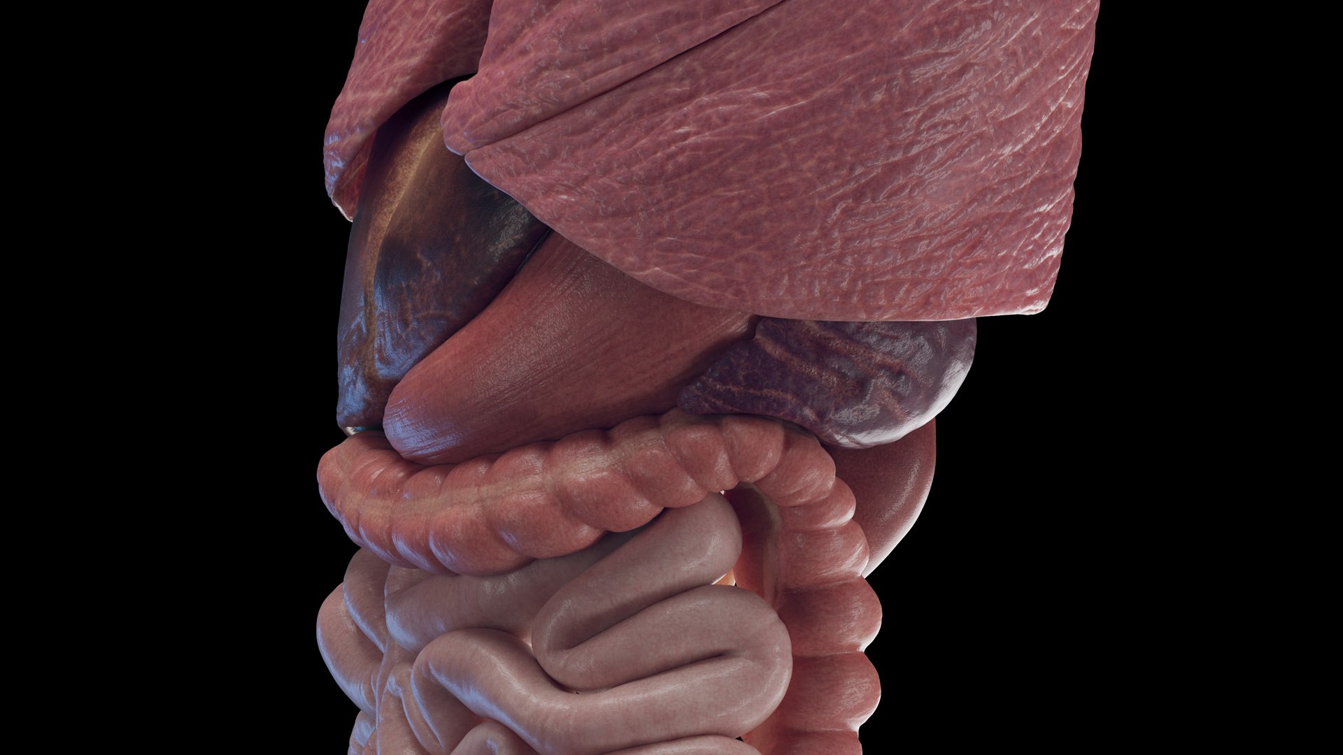 Human Male Organs Static 3D model - TurboSquid 2049256