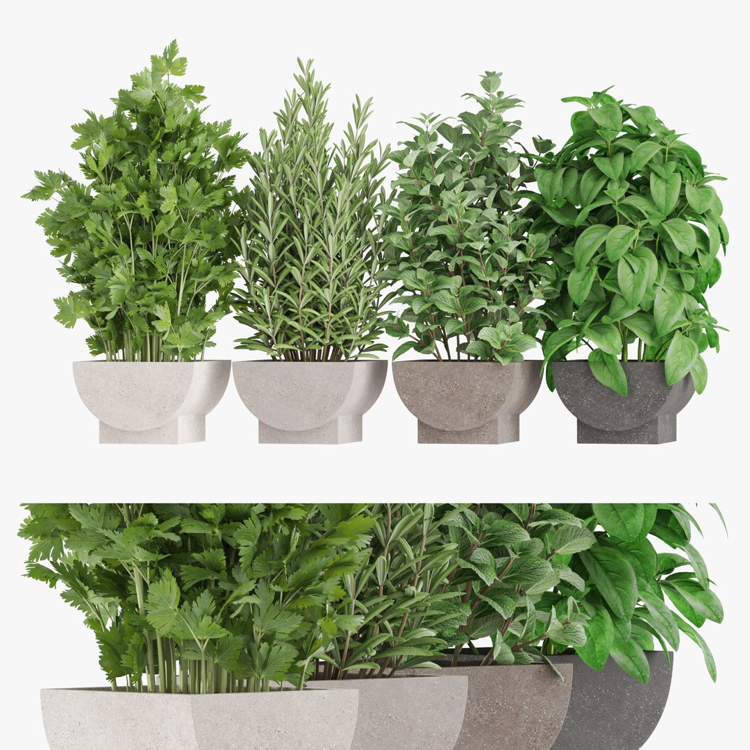 Plants Collection 944 Model - TurboSquid 2101329