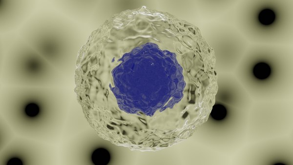 Cell nucleated model - TurboSquid 1670859