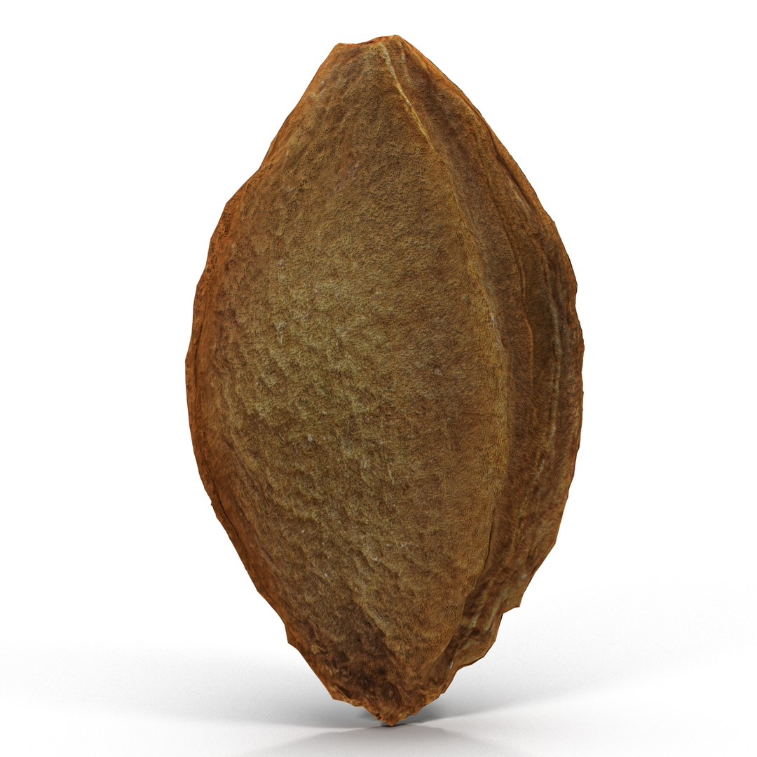 3dsmax apricot kernel