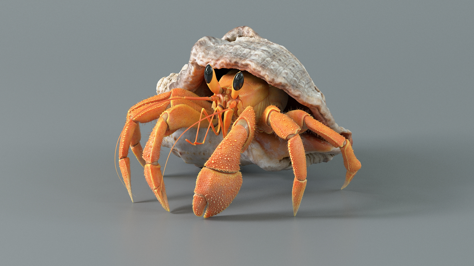 Hermit Crab Rigged Model - TurboSquid 2495782