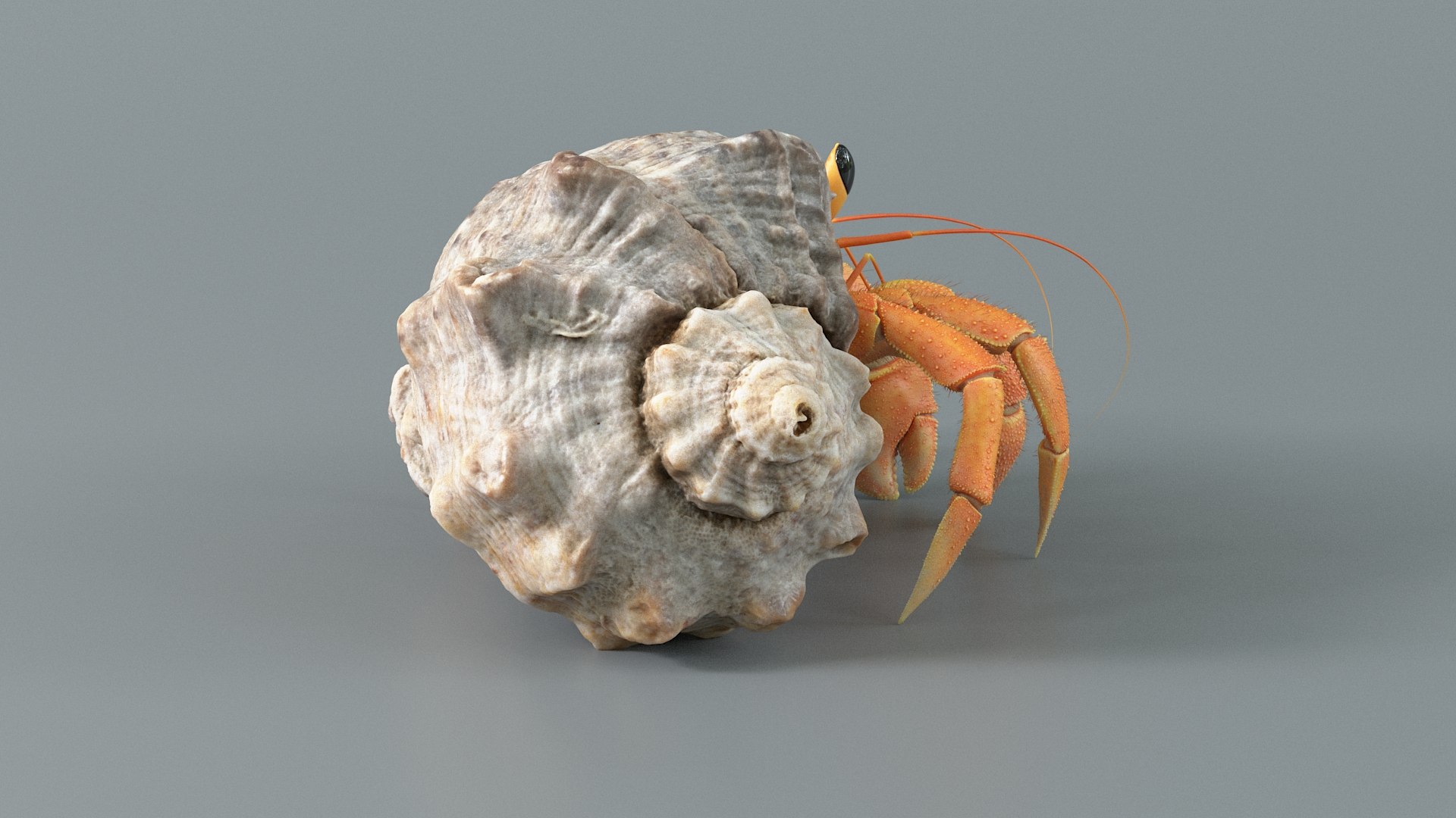 Hermit Crab Rigged Model - TurboSquid 2495782