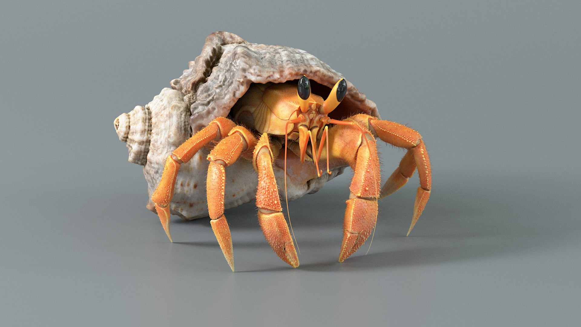 Hermit Crab Rigged Model - TurboSquid 2495782