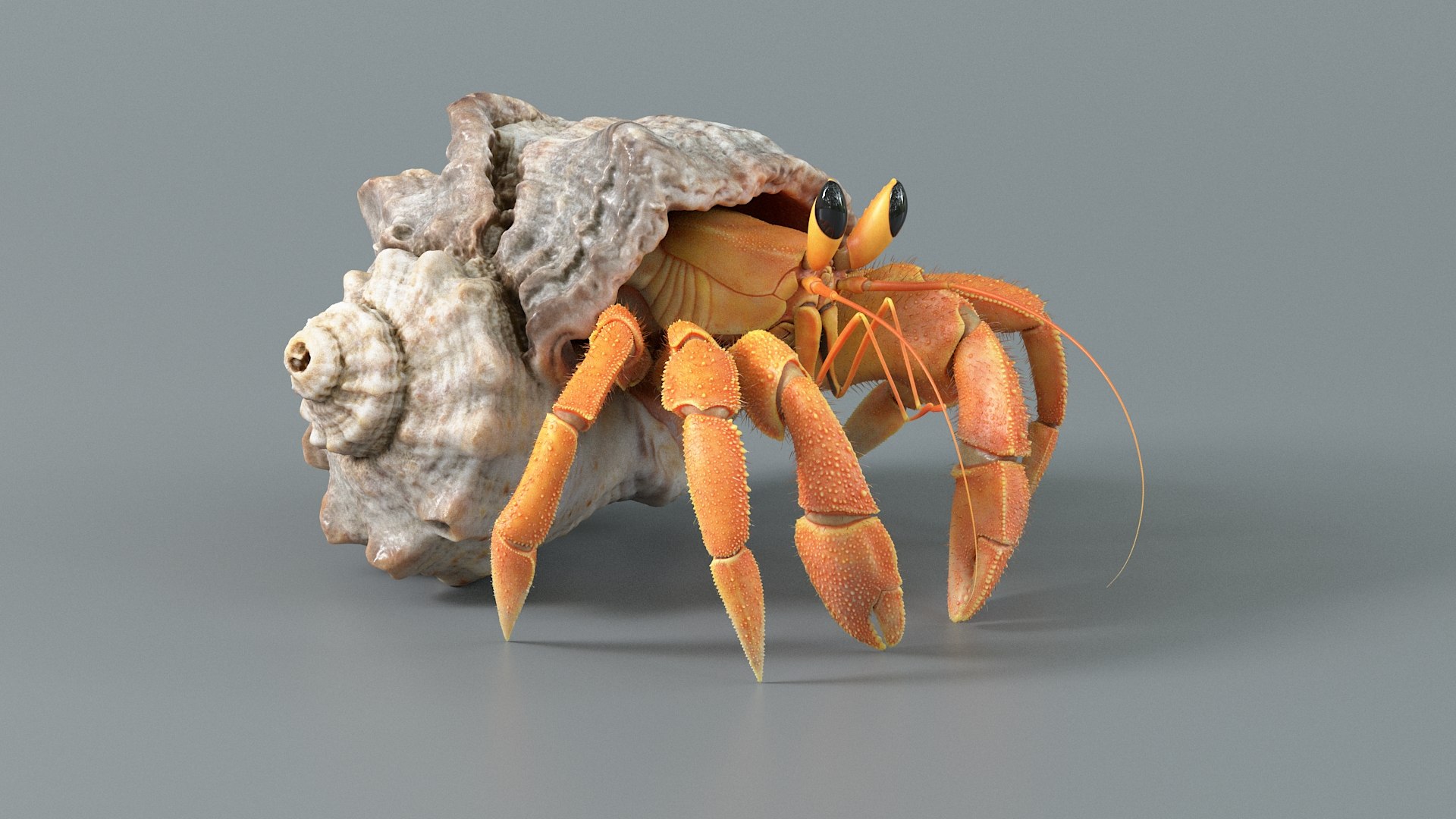 Hermit Crab Rigged Model - TurboSquid 2495782