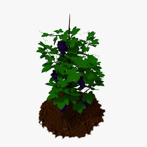 3D Vineyard Models | TurboSquid