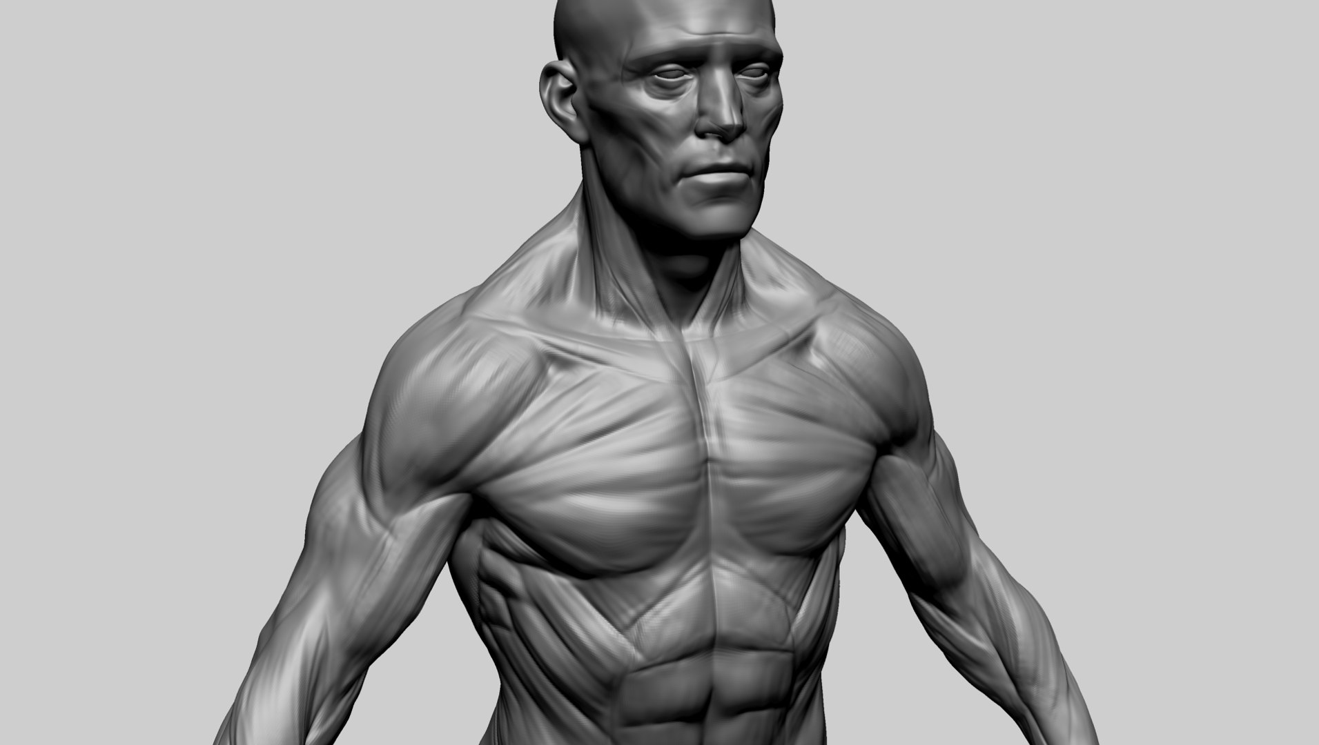 3D Male Anatomy E - TurboSquid 2198817