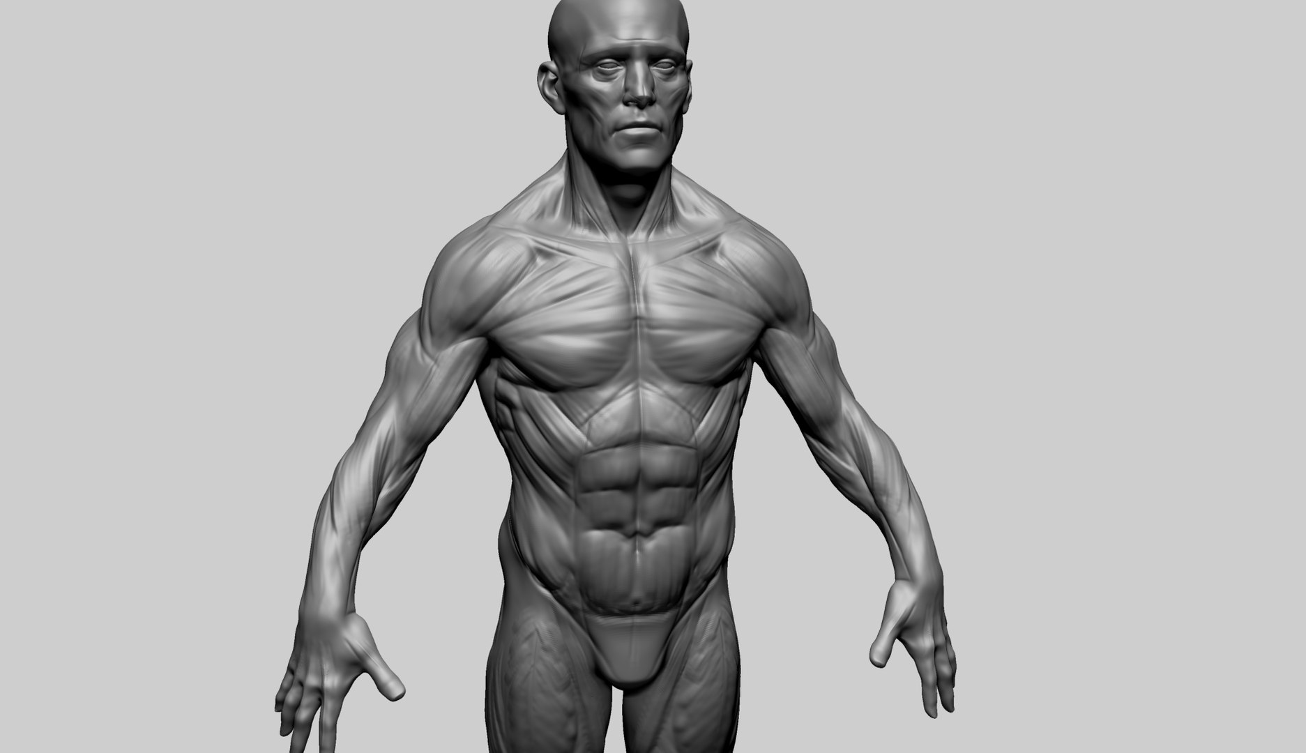 3D Male Anatomy E - TurboSquid 2198817