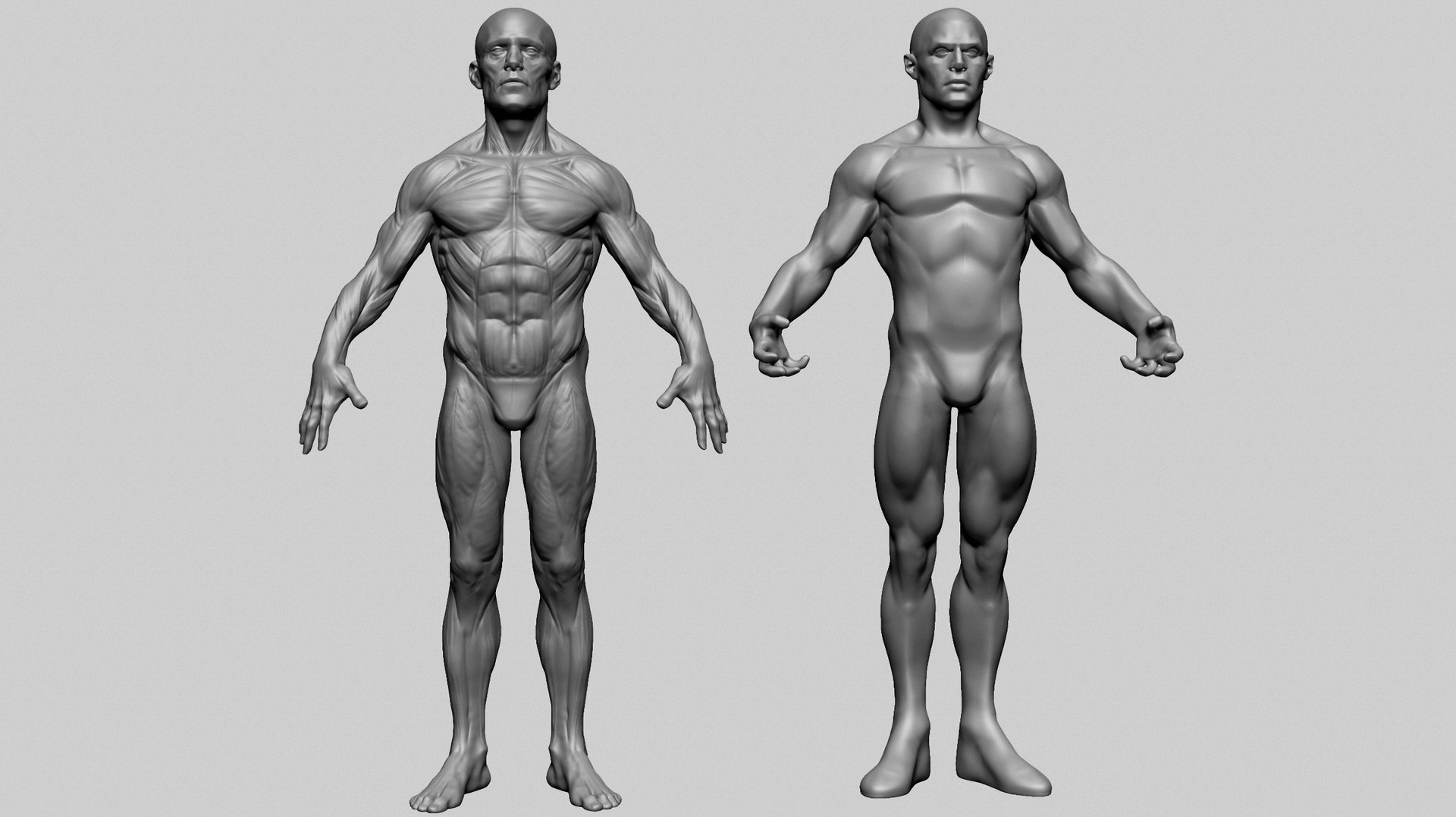 3D Male Anatomy E - TurboSquid 2198817