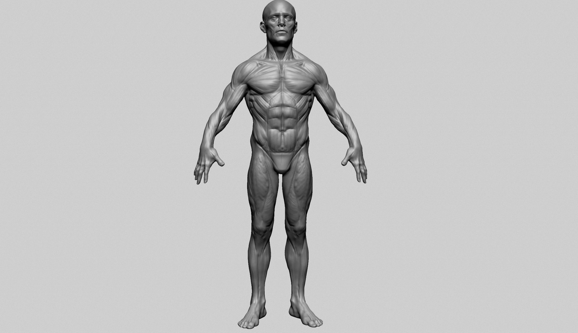 3D Male Anatomy E - TurboSquid 2198817