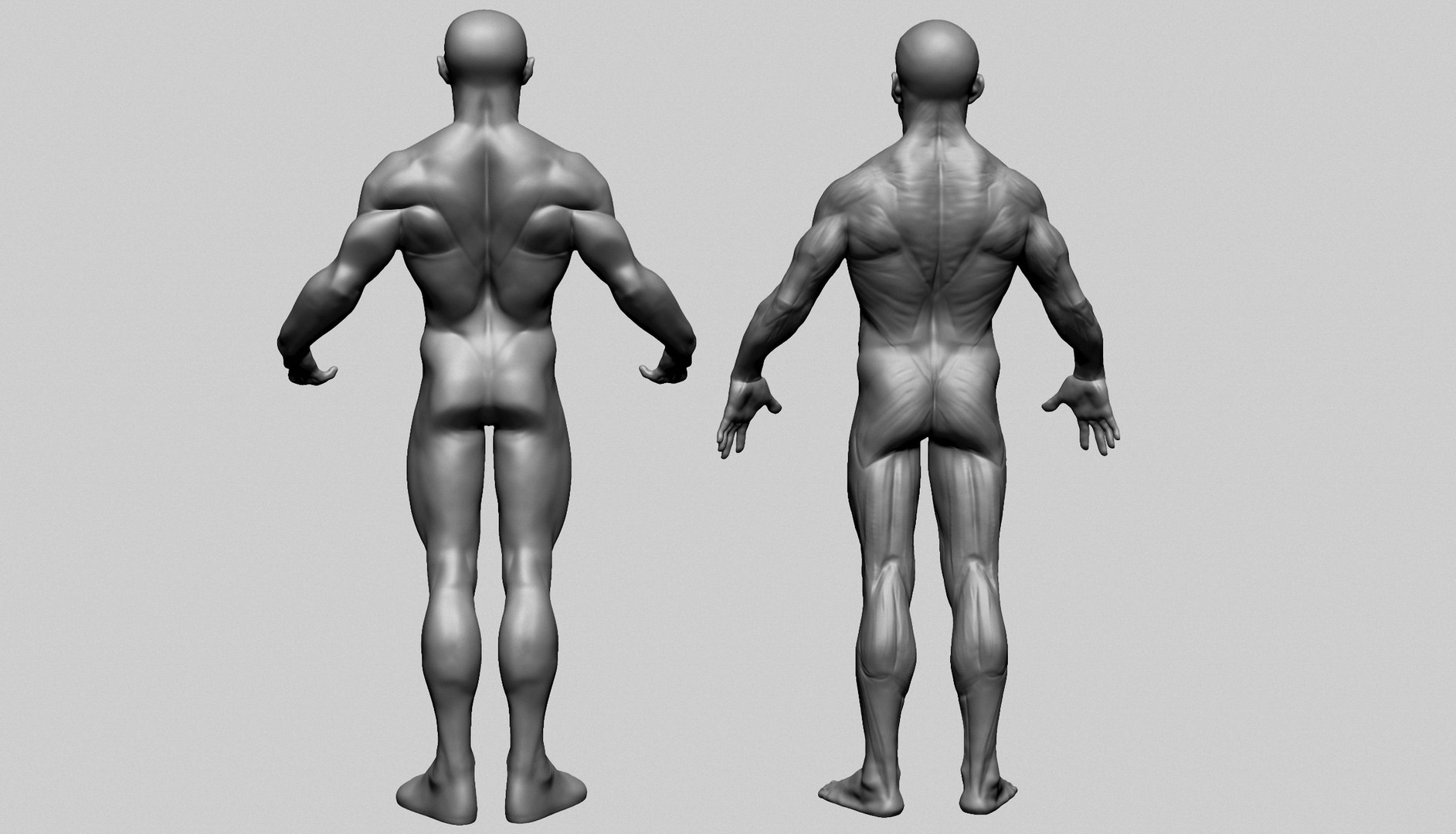 3D Male Anatomy E - TurboSquid 2198817