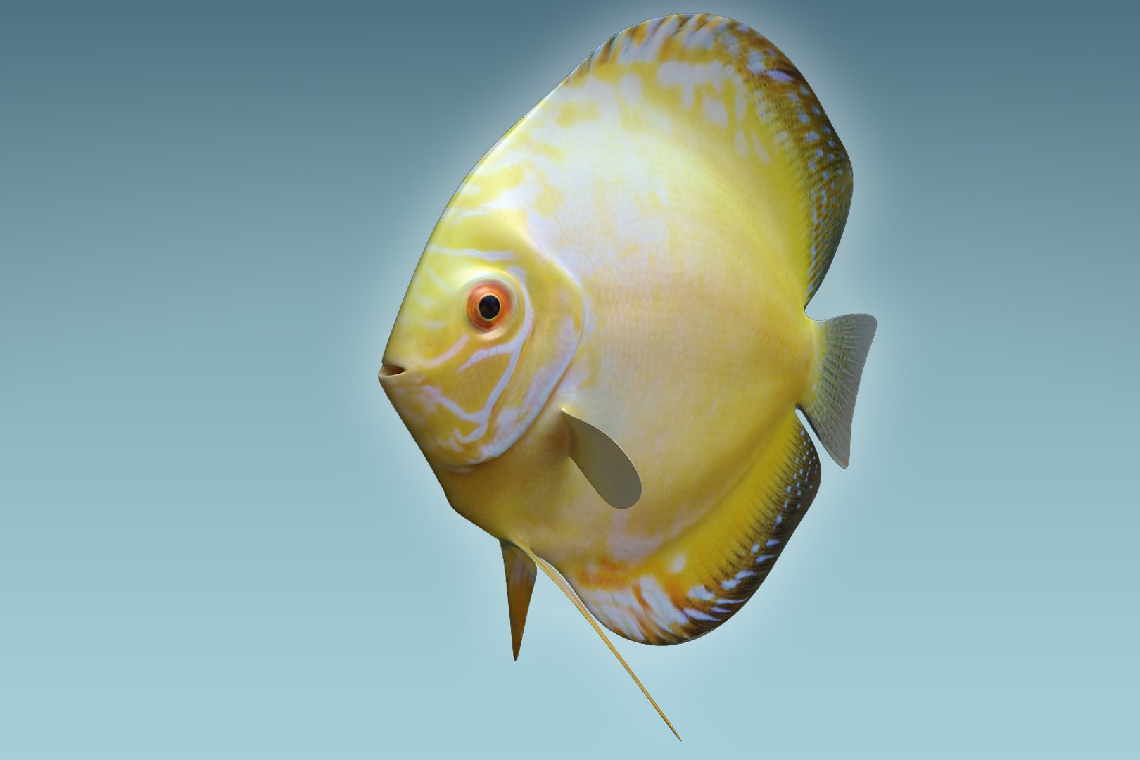 Discus Fish 3D - TurboSquid 1199459