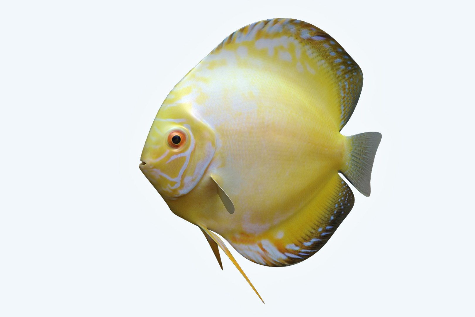 Discus Fish 3D - TurboSquid 1199459