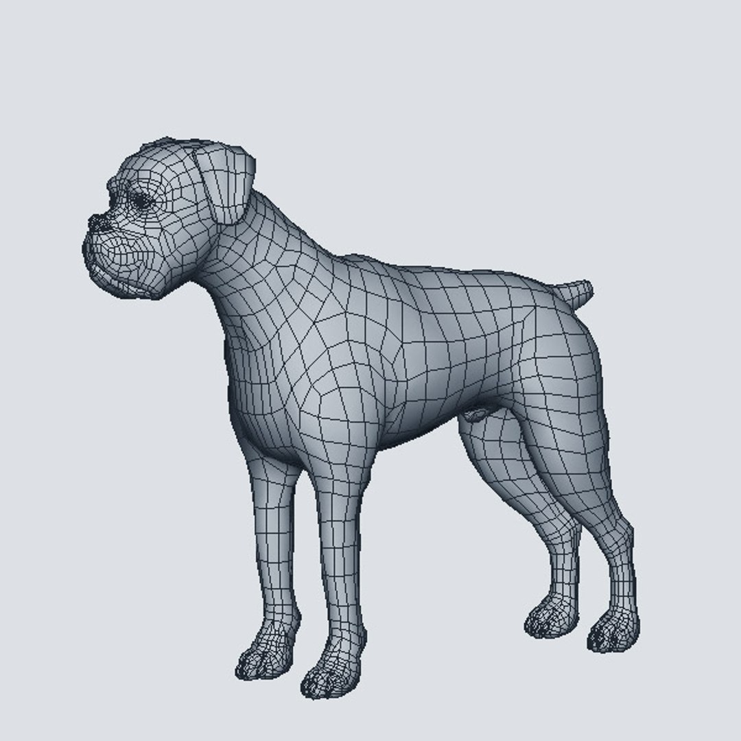 3d Model Boxer Dog