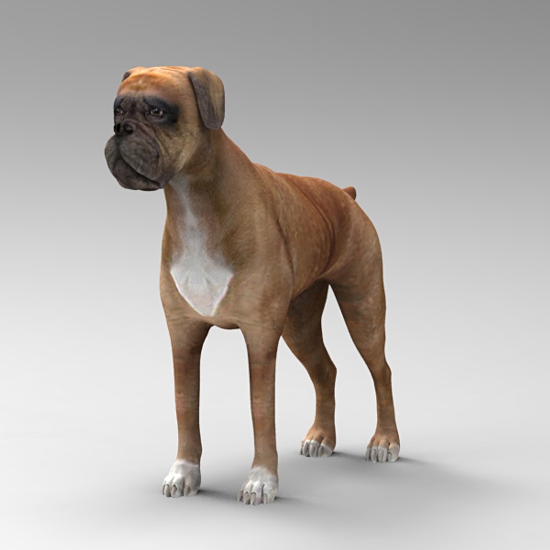 3d Model Boxer Dog