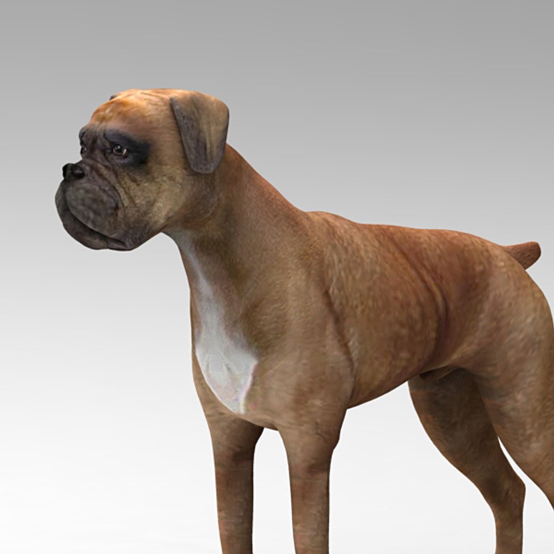 3d Model Boxer Dog