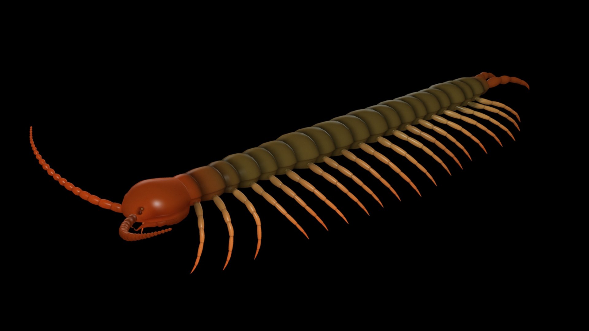Centipede E 3d Model
