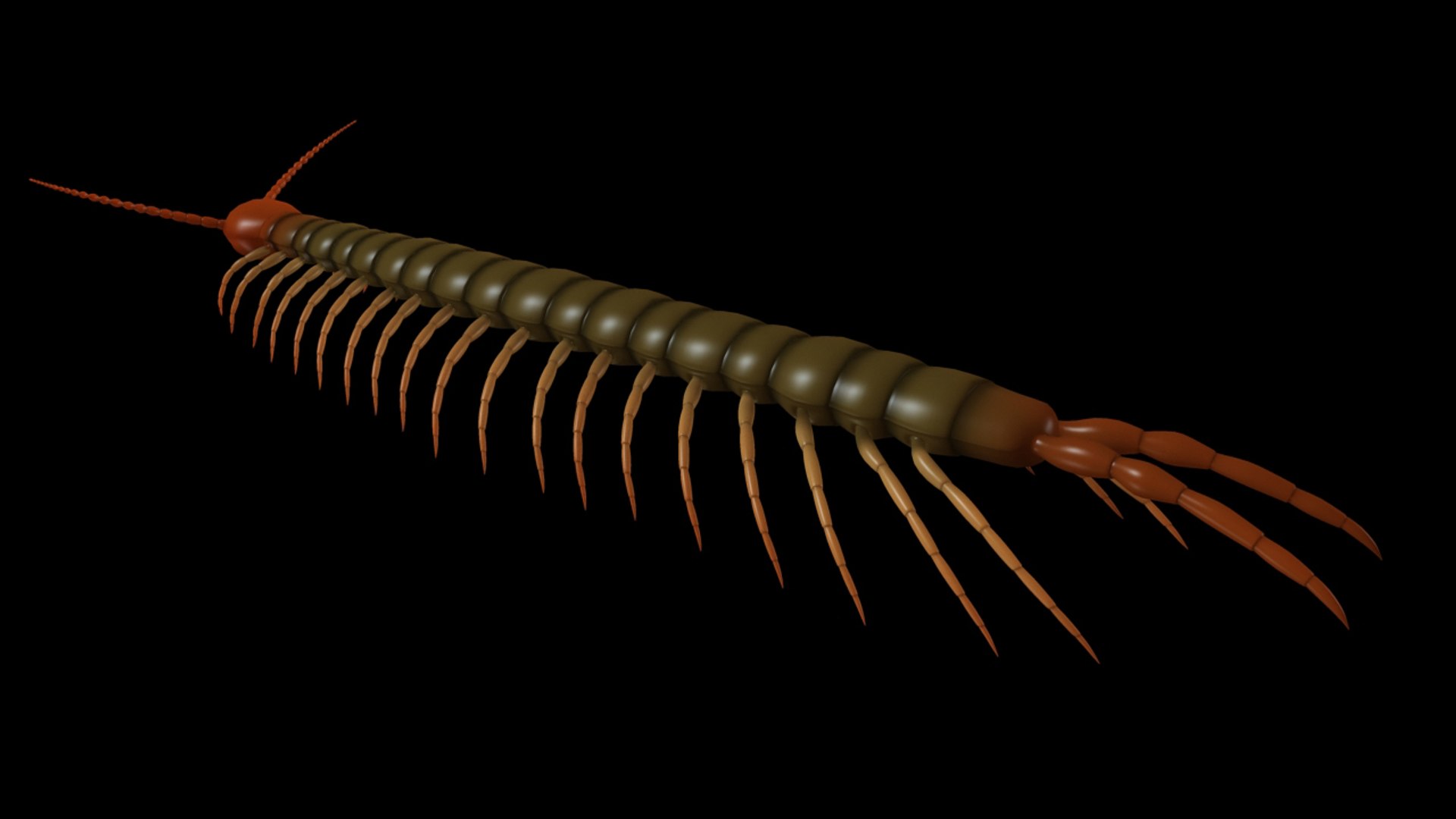 Centipede E 3d Model