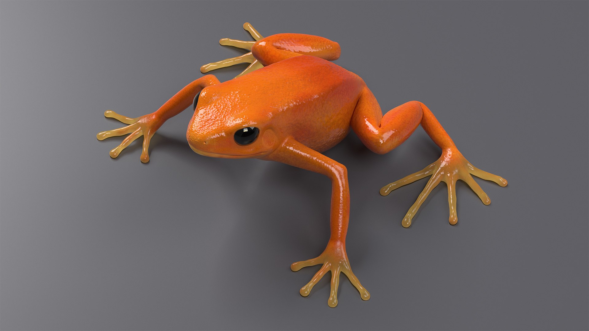 Malagasy Poison Frog 3D Model - TurboSquid 2279760