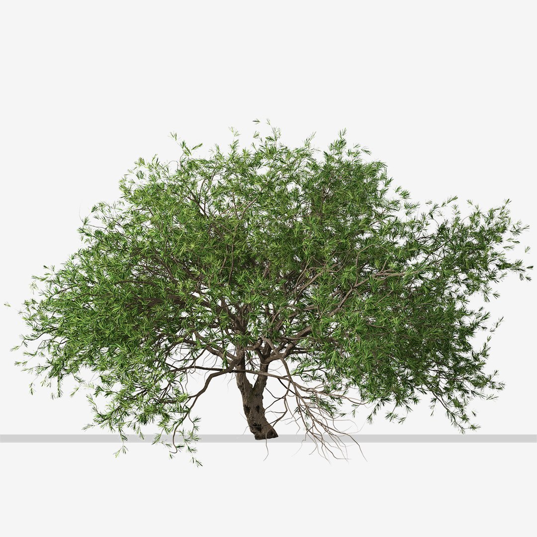 3D Model Set Of Larix Kaempferi Or Japanese Larch Tree - 2 Trees ...