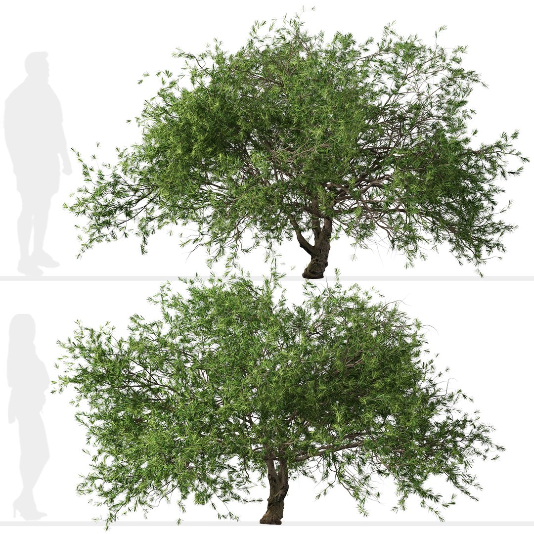 3D Model Set Of Larix Kaempferi Or Japanese Larch Tree - 2 Trees ...