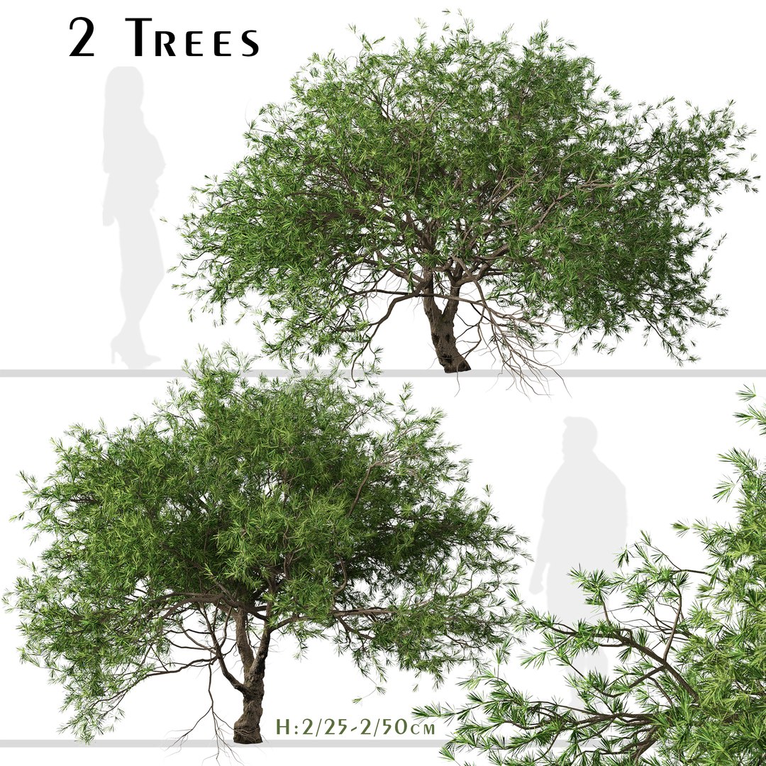 3D Model Set Of Larix Kaempferi Or Japanese Larch Tree - 2 Trees ...