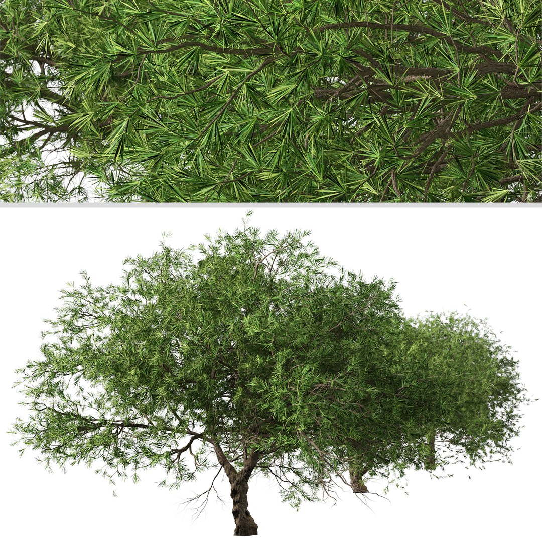 3D Model Set Of Larix Kaempferi Or Japanese Larch Tree - 2 Trees ...