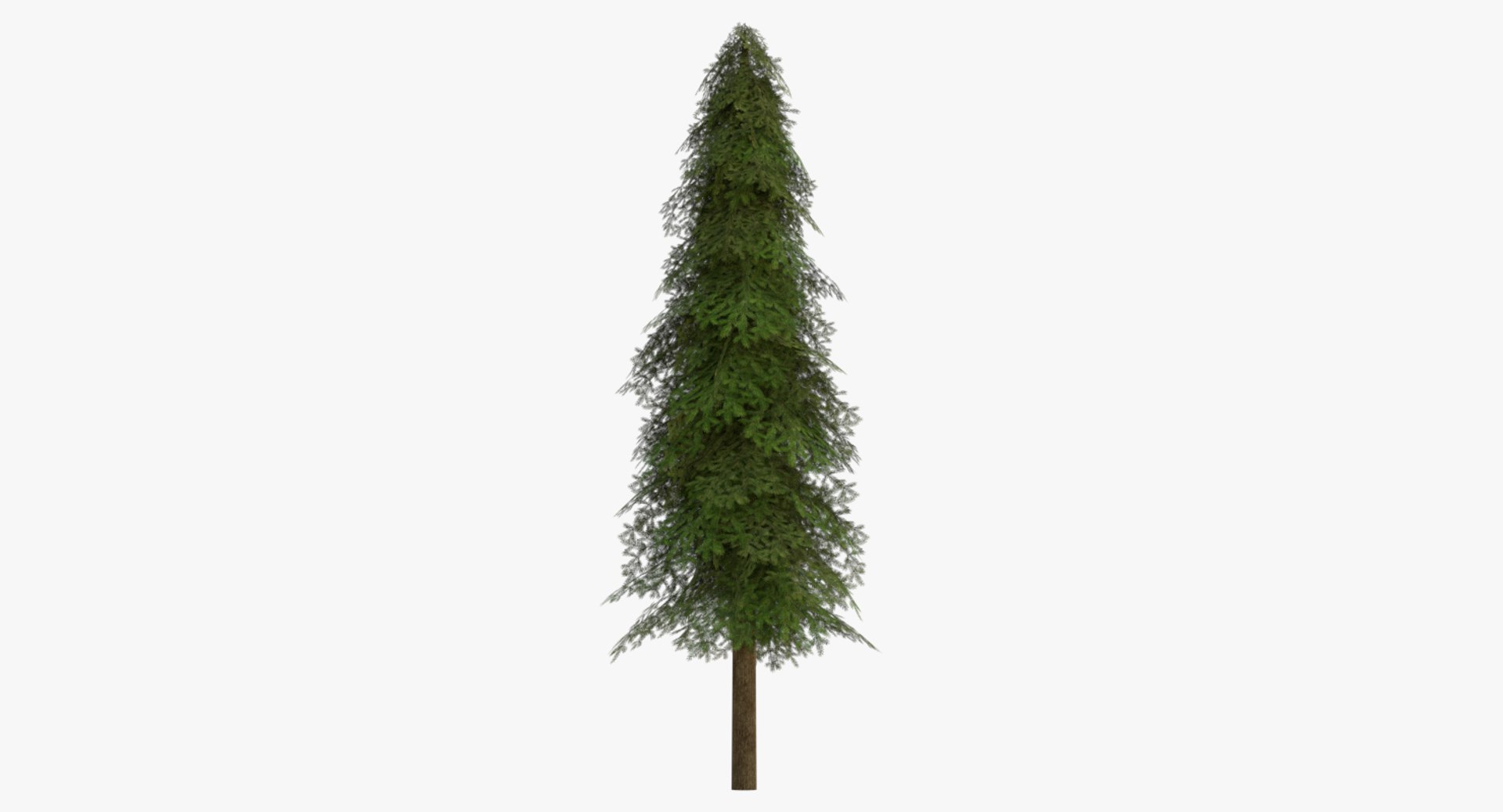 3D Fir Tree - TurboSquid 1198507