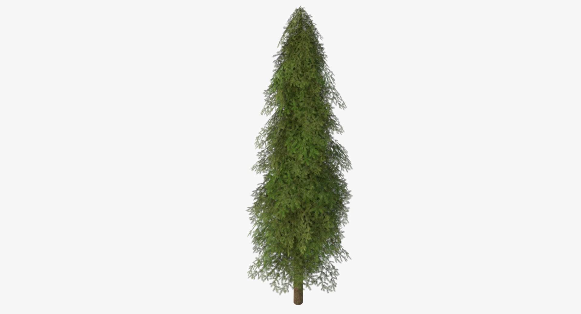 3D Fir Tree - TurboSquid 1198507