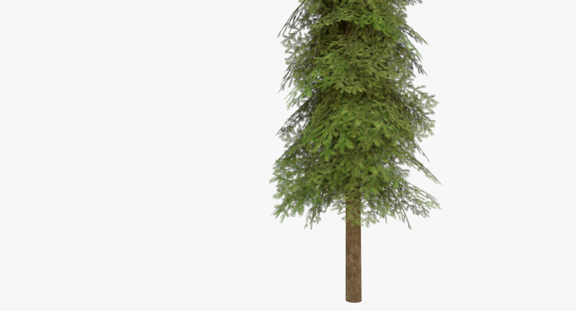 3D Fir Tree - TurboSquid 1198507