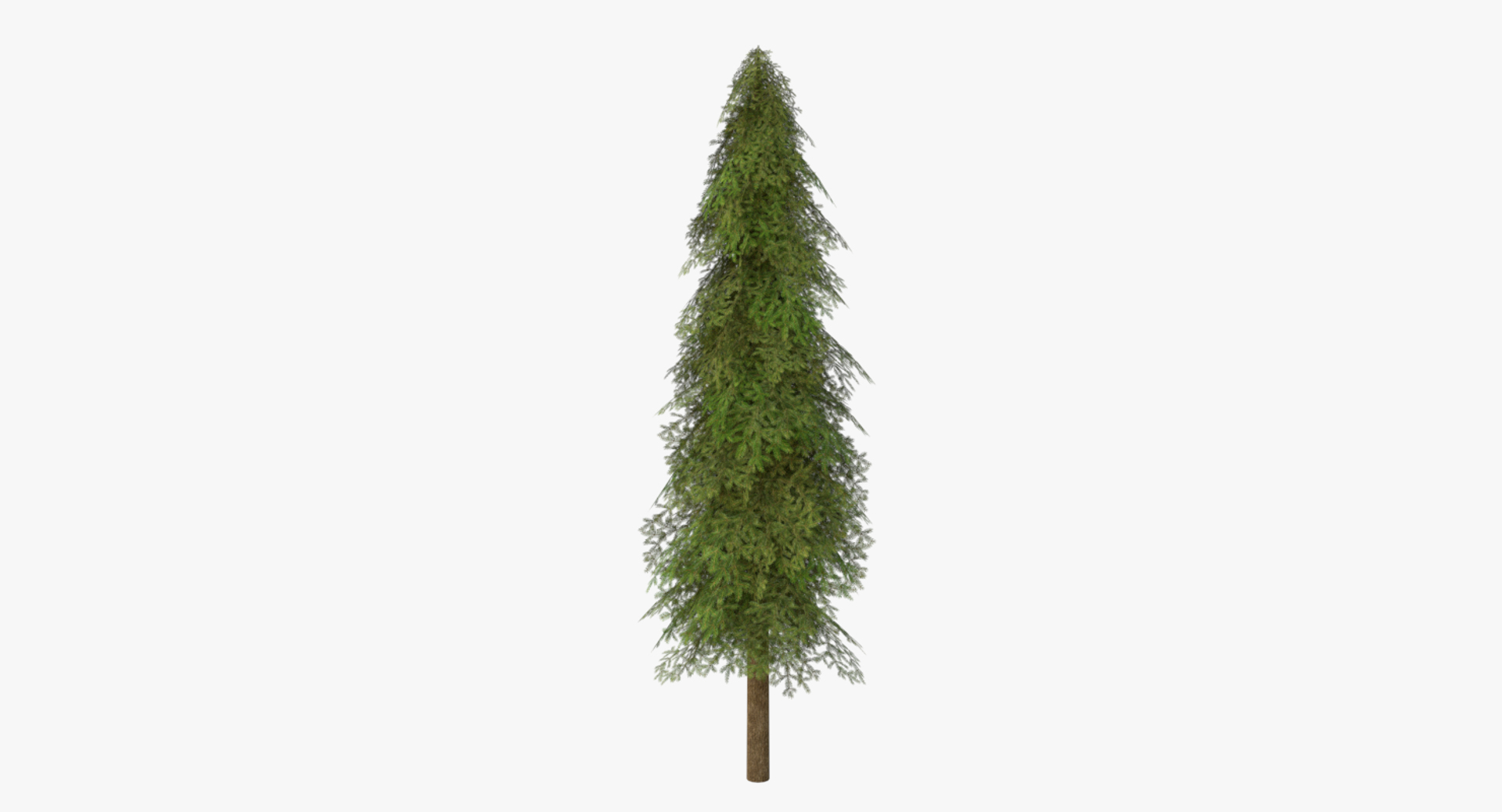 3D Fir Tree - TurboSquid 1198507
