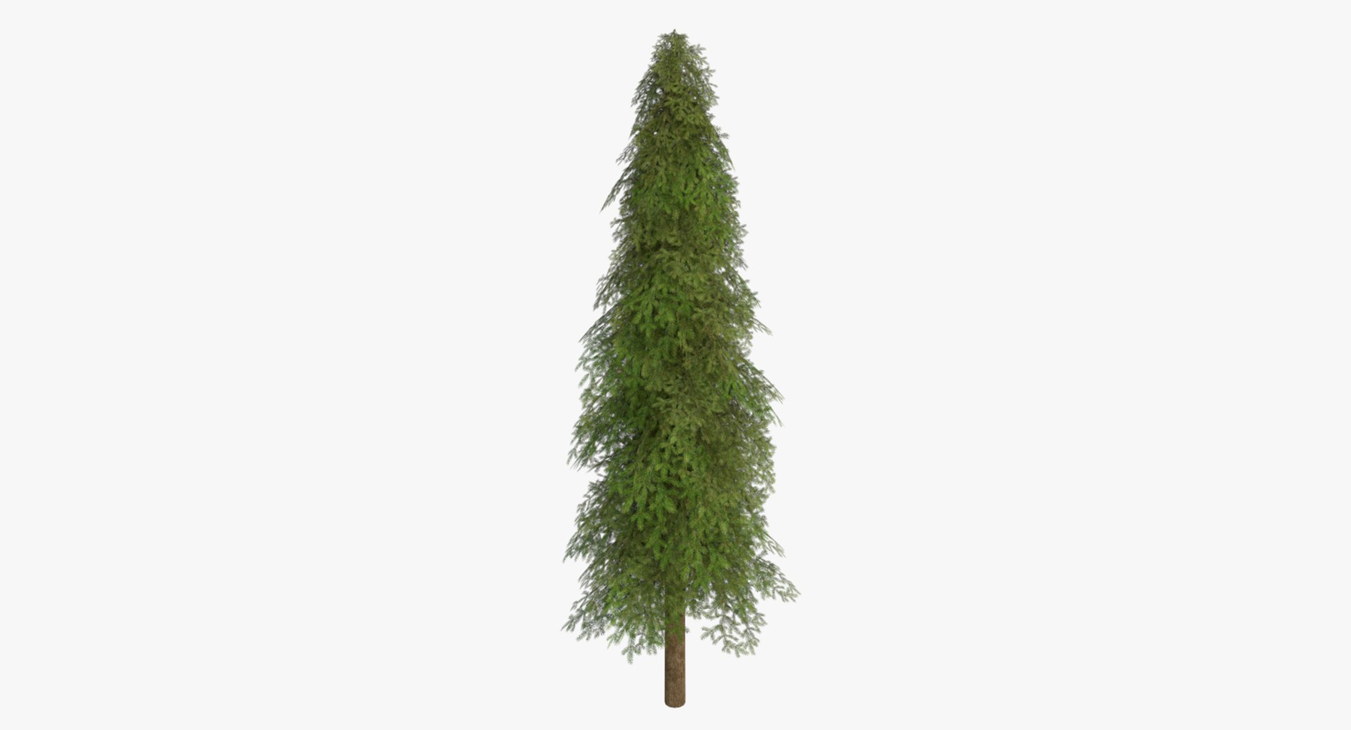 3D Fir Tree - TurboSquid 1198507