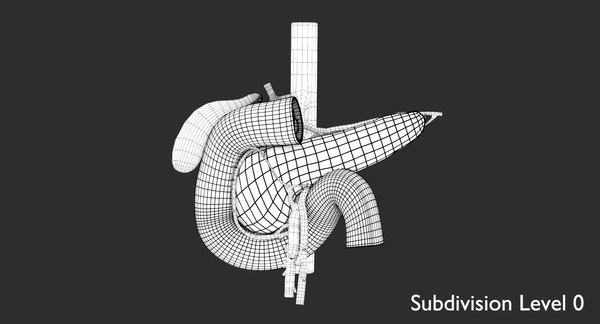 Pancreas anatomical 3D model - TurboSquid 1161334
