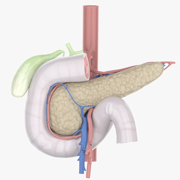 Pancreas anatomical 3D model - TurboSquid 1161334
