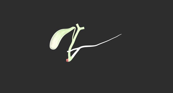 Pancreas anatomical 3D model - TurboSquid 1161334