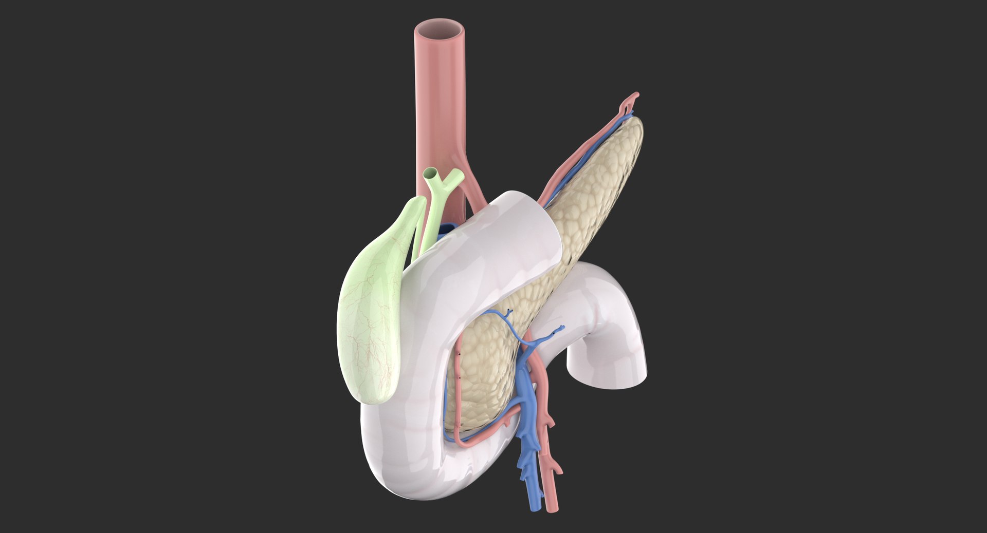 Pancreas anatomical 3D model - TurboSquid 1161334