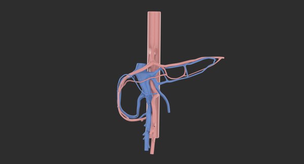 Pancreas anatomical 3D model - TurboSquid 1161334